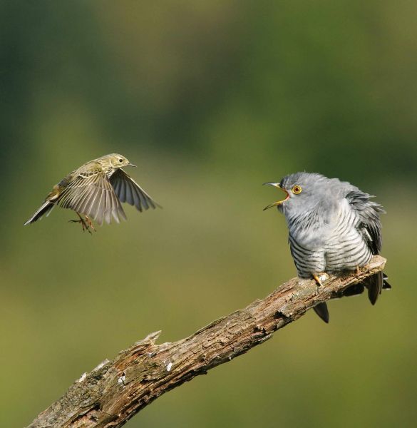 Tracking Scottish Cuckoos | BTO